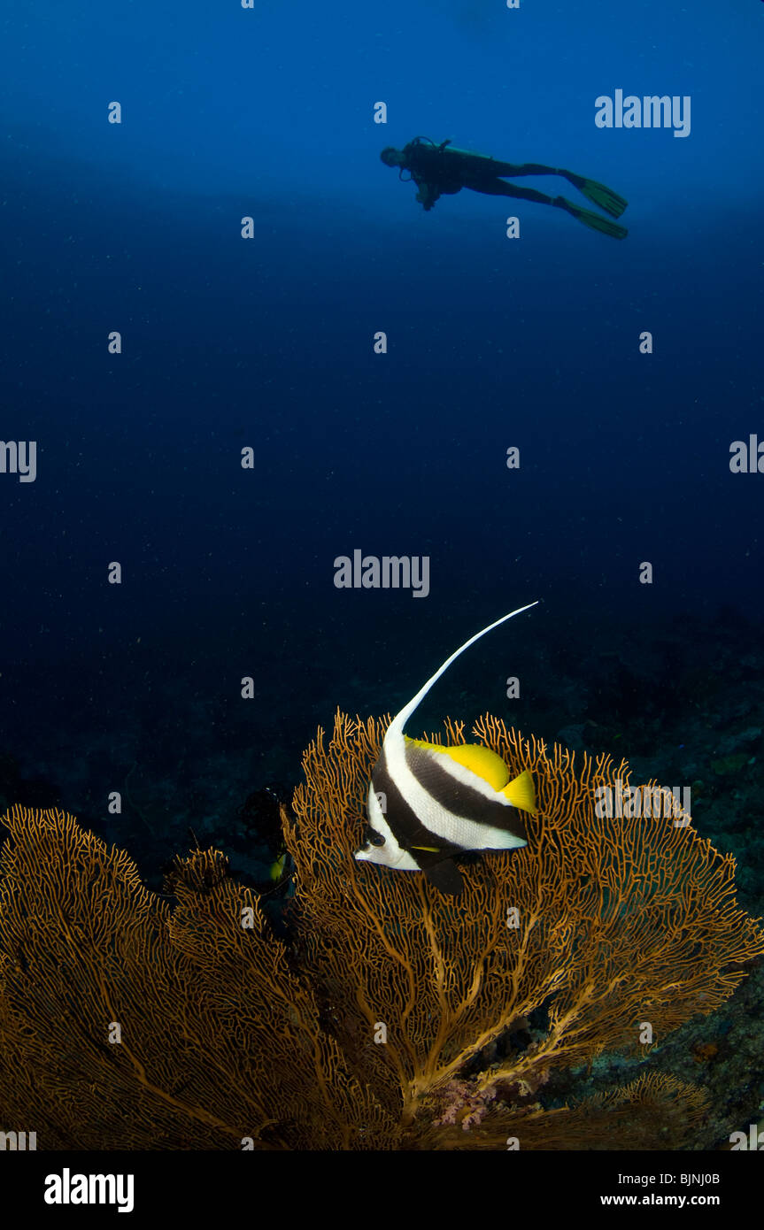 Longfin bannerfish, Heniochus acuminatus, and scuba diver on Coral Reef ...
