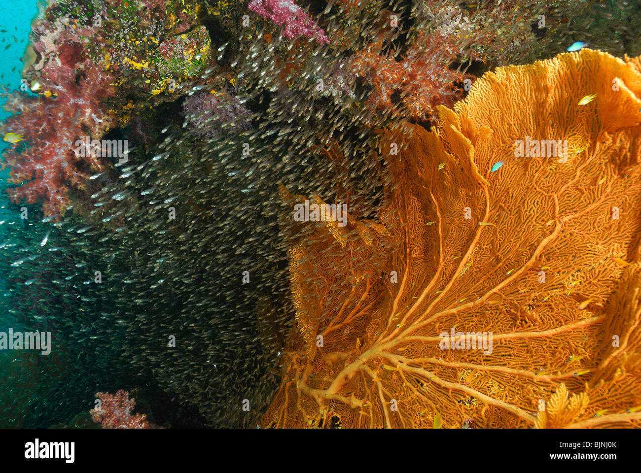 Yellow gorgonian fans in the Similan Islands, Andaman Sea Stock Photo ...