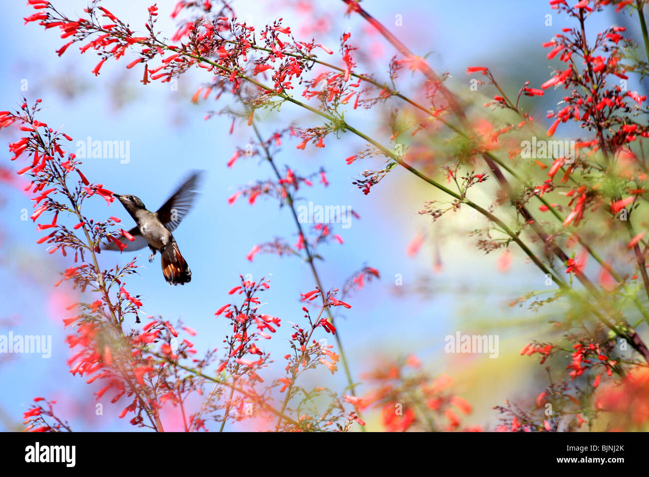 Hummingbird of trinidad and tobago Stock Photo - Alamy