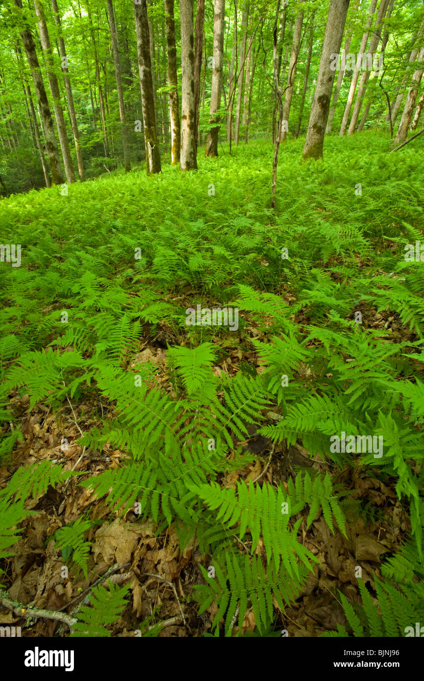 Ferns & Forest, Pink Beds Area, Pisgah NF, NC Stock Photo - Alamy