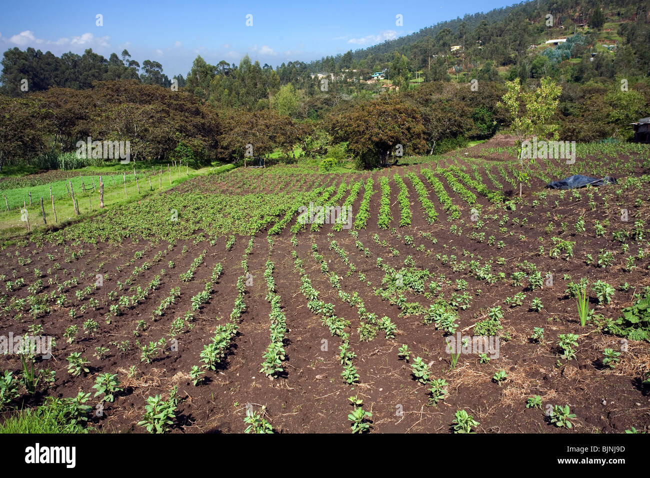 Traditional Andean crops, maize and beans, growing on the slopes of ...