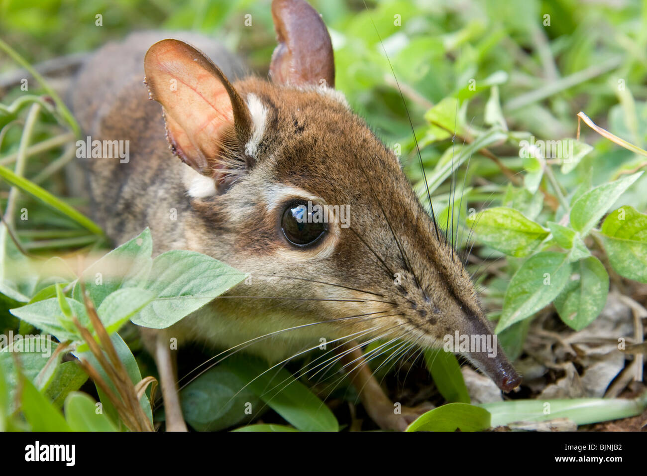 Four-toed Elephant Shrew or Four-toed Sengi (Petrodromus tetradactylus ...