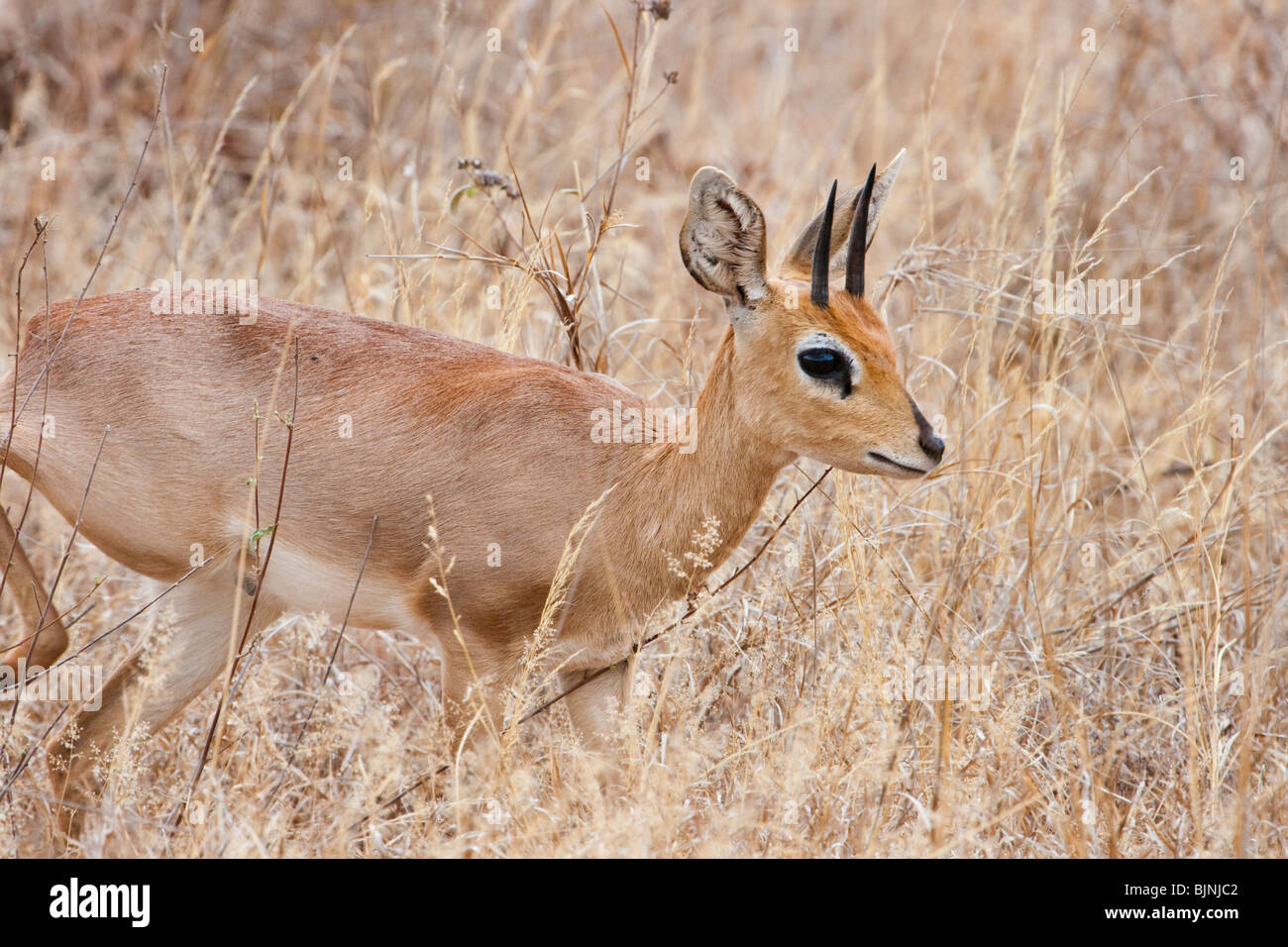 Raphicerus High Resolution Stock Photography and Images - Alamy