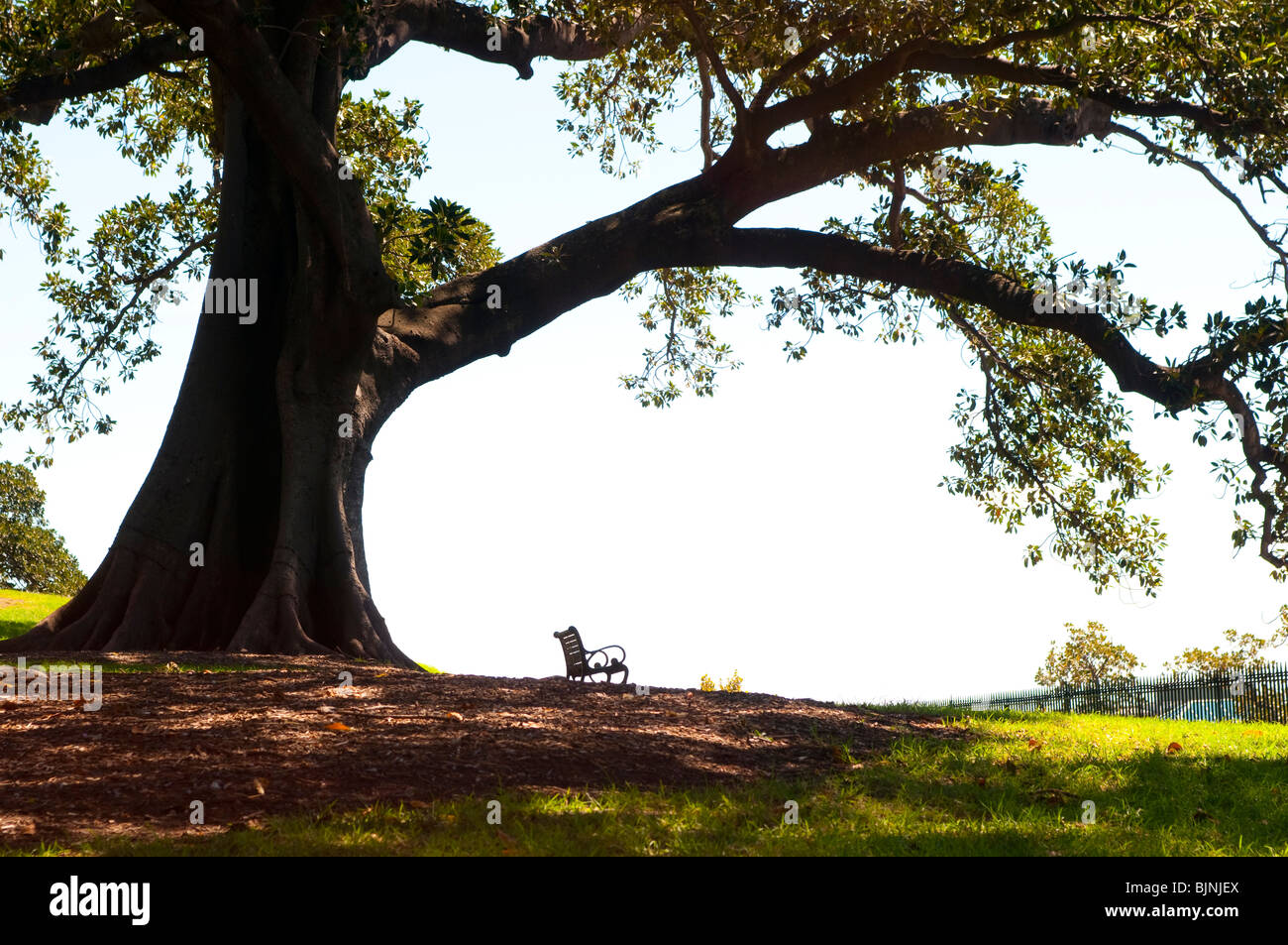 Bench under Moreton Bay fig tree, Observatory Park, Sydney, Australia ...