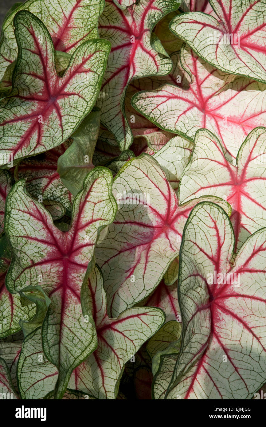 Colorful Plant Leaves Stock Photo - Alamy