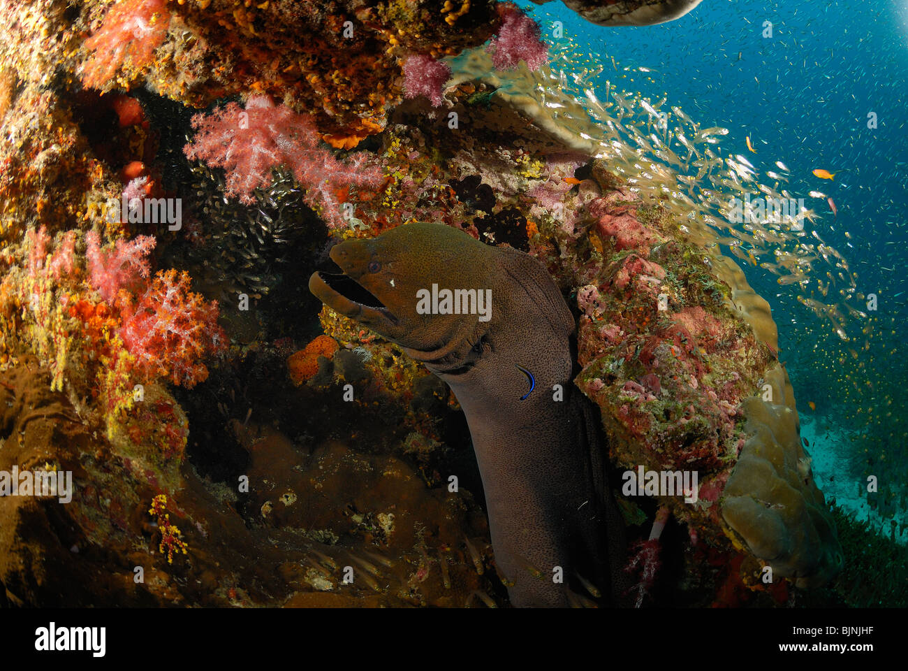 Undulated moray in the Similan Islands, Andaman Sea Stock Photo - Alamy
