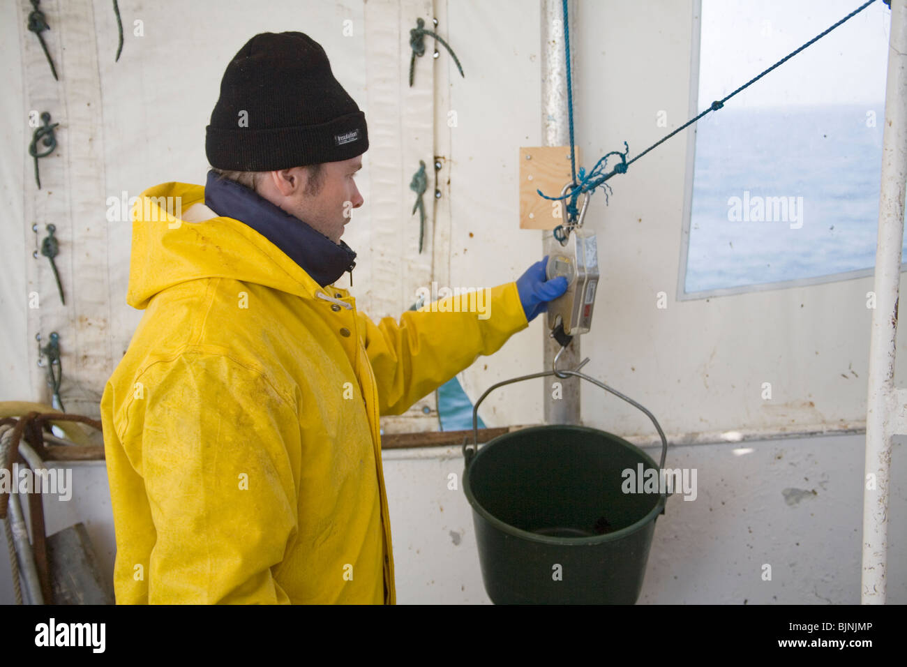 Measuring Cod Gadus morhua Fishing with cage Stock Photo - Alamy