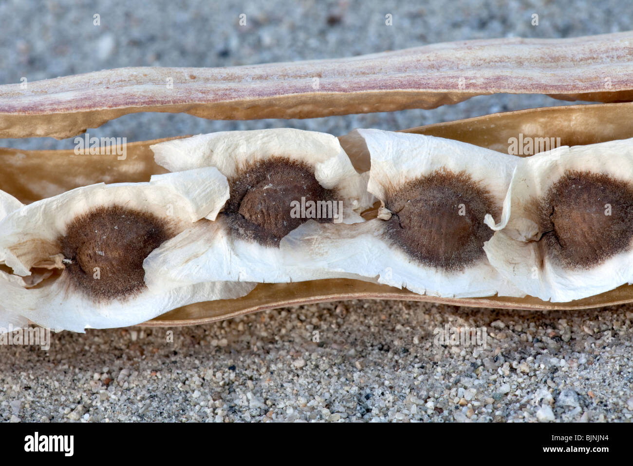 Moringa oleifera tree in hi-res stock photography and images - Alamy