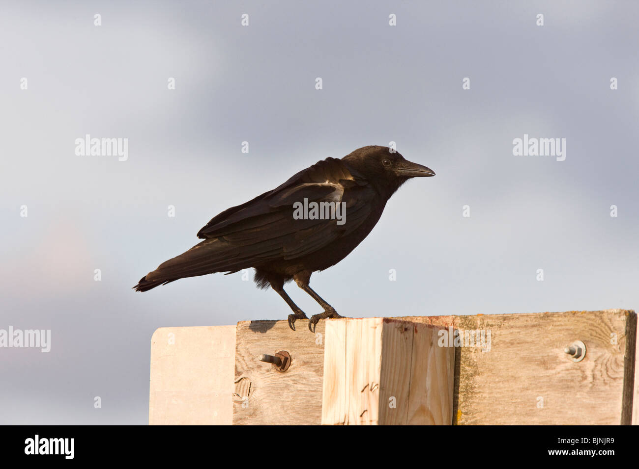 Crow fledgling perched on sign Stock Photo - Alamy