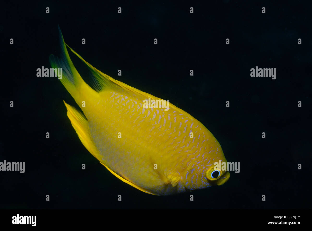 Lemon damsel fish in the Similan Islands, Andaman Sea Stock Photo - Alamy