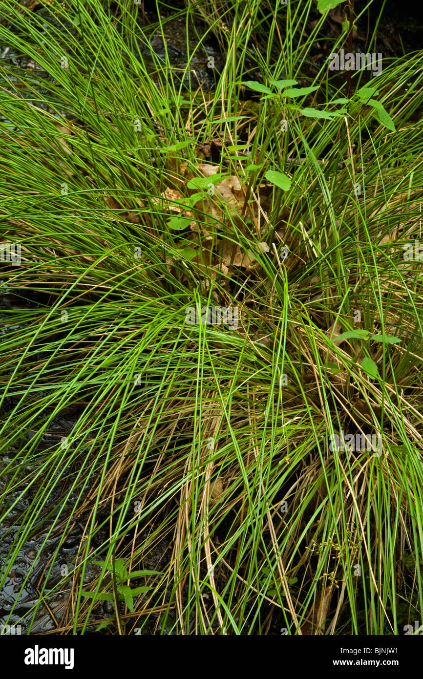 Grass in Swamp, Pink Beds Area, Pisgah NF, NC Stock Photo - Alamy