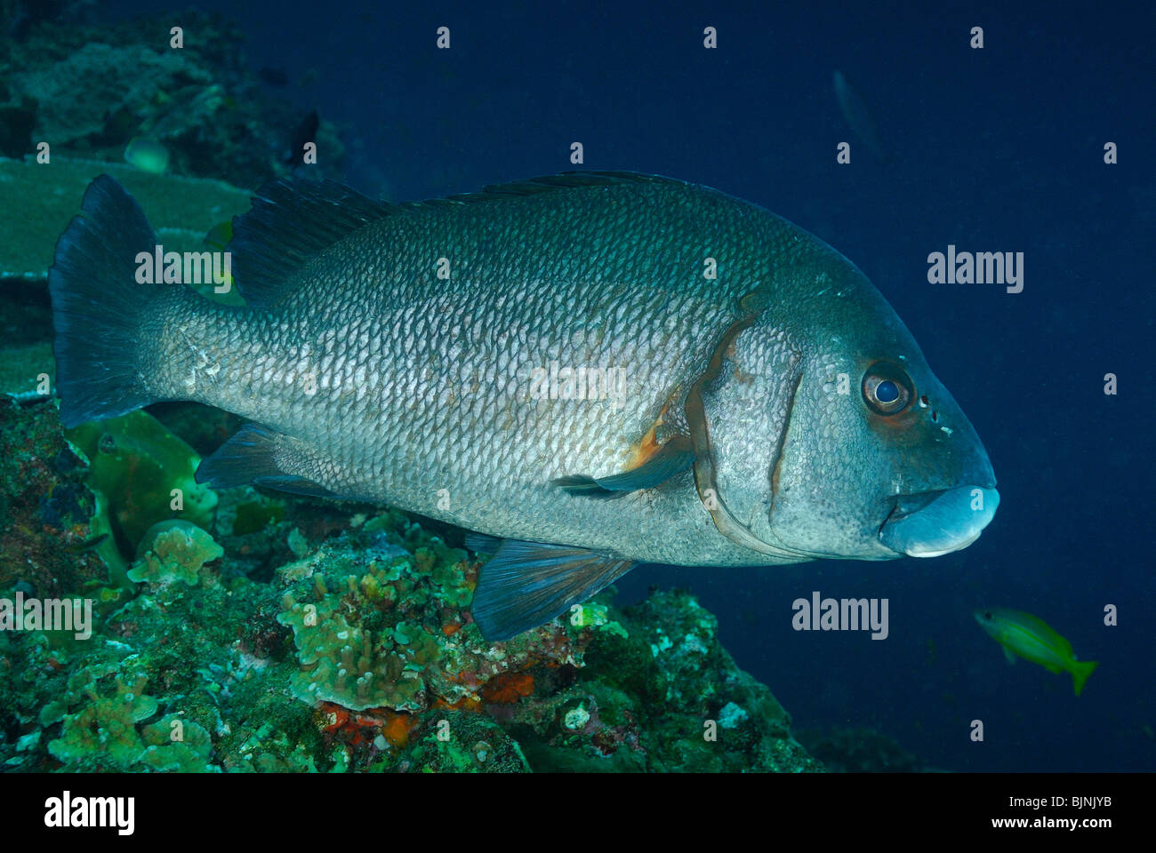 Sweet lips fish hi-res stock photography and images - Alamy