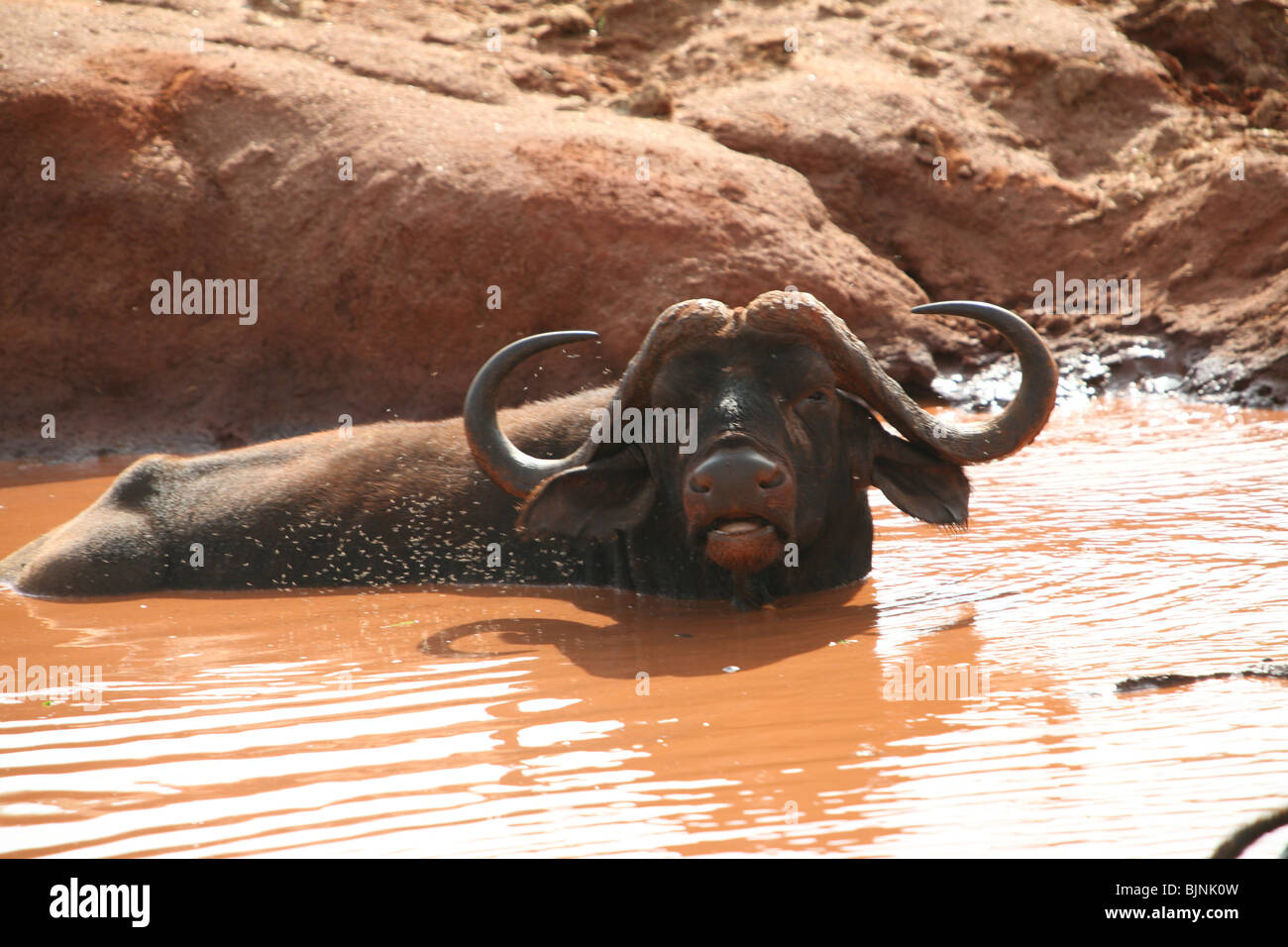 African bison hi-res stock photography and images - Alamy