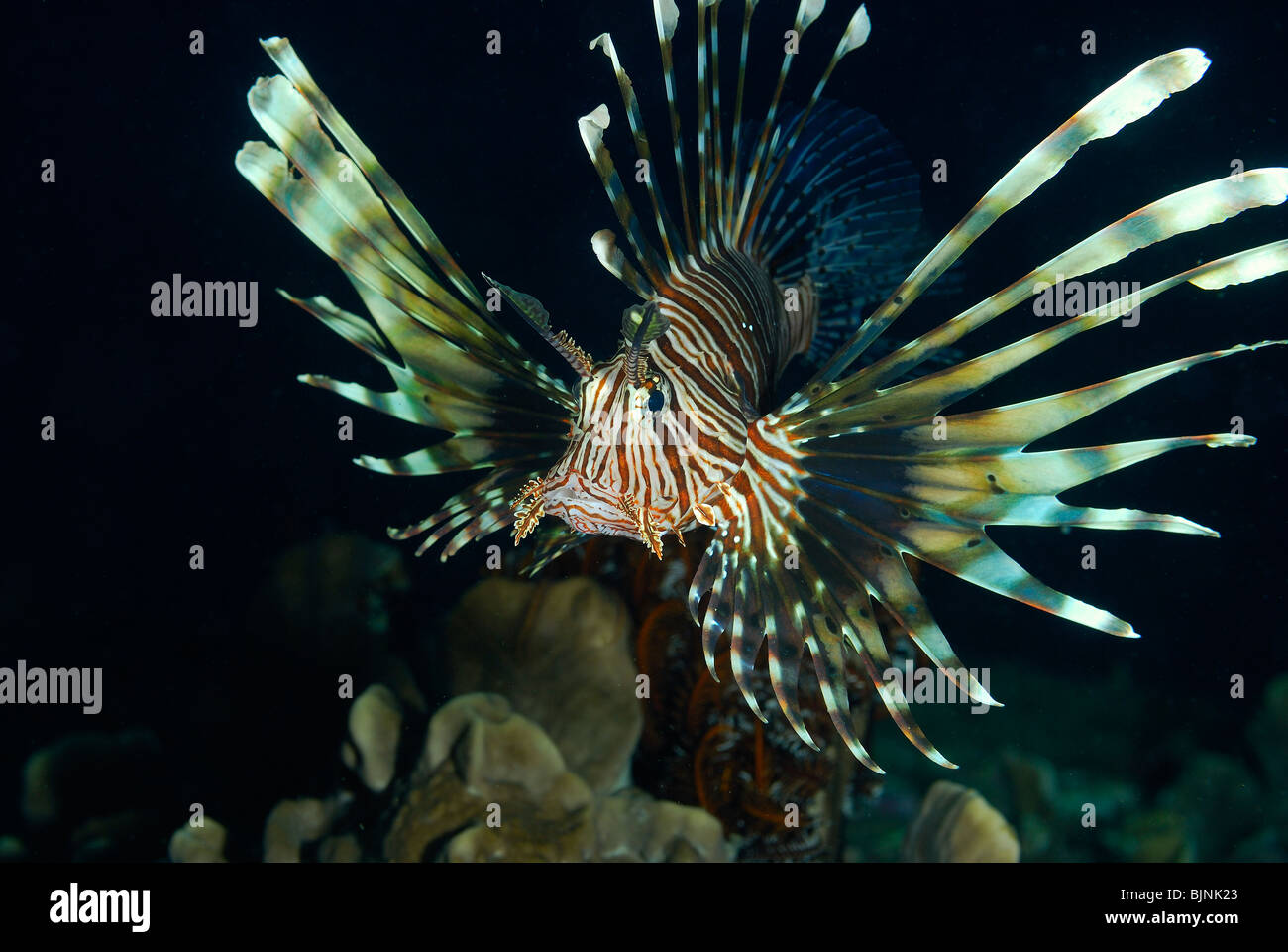 Firefish hi-res stock photography and images - Alamy