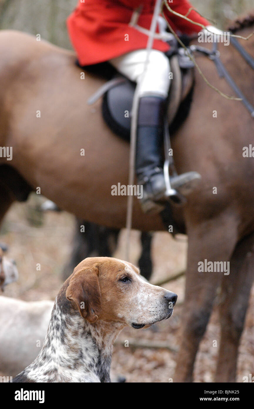 Fox hounds from the Southdown & Eridge Hunt, hunting foxes in Chailey ...