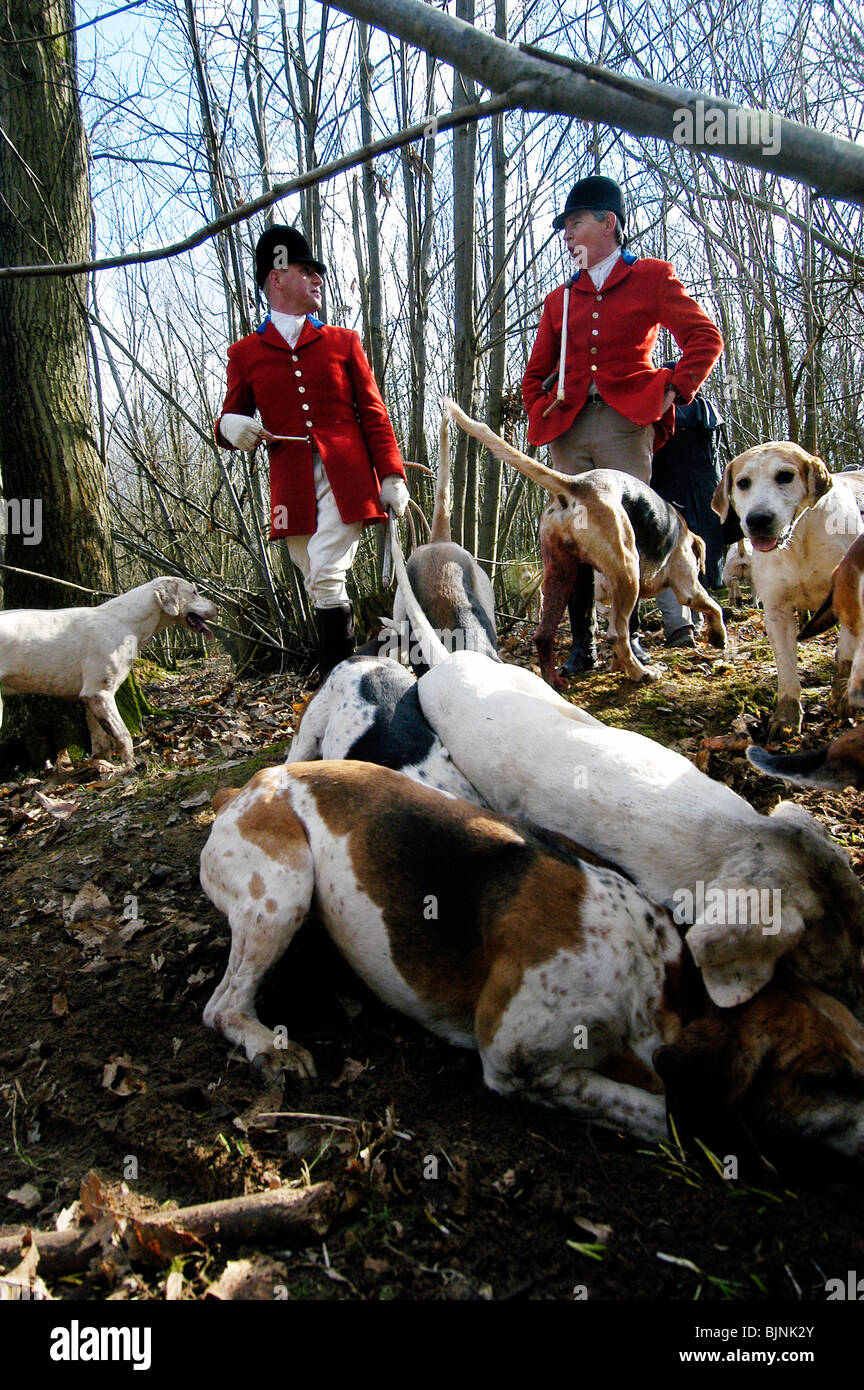 Fox hounds from the Southdown & Eridge Hunt, attempt to reach a fox ...