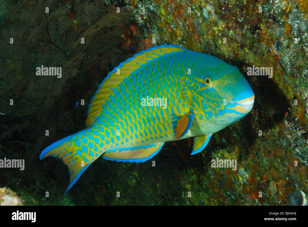 Bluebarred parrotfish in the Similan Islands, Andaman Sea Stock Photo ...