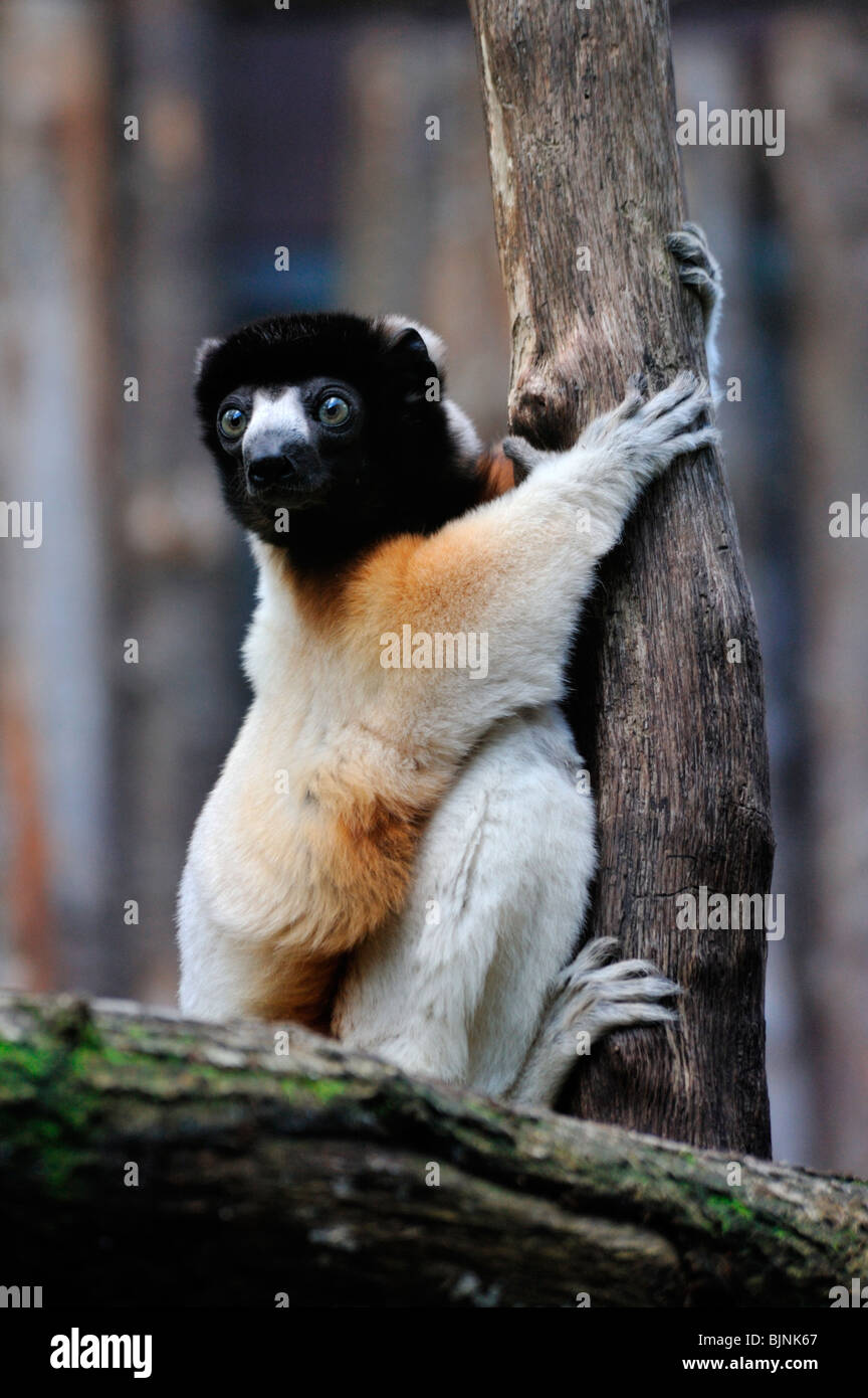 Crowned sifaka Propithecus coronatus on a tree Stock Photo - Alamy