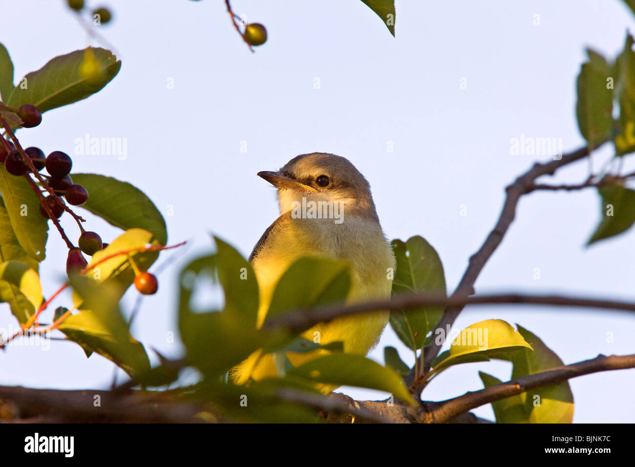 North american kingbird hi-res stock photography and images - Alamy