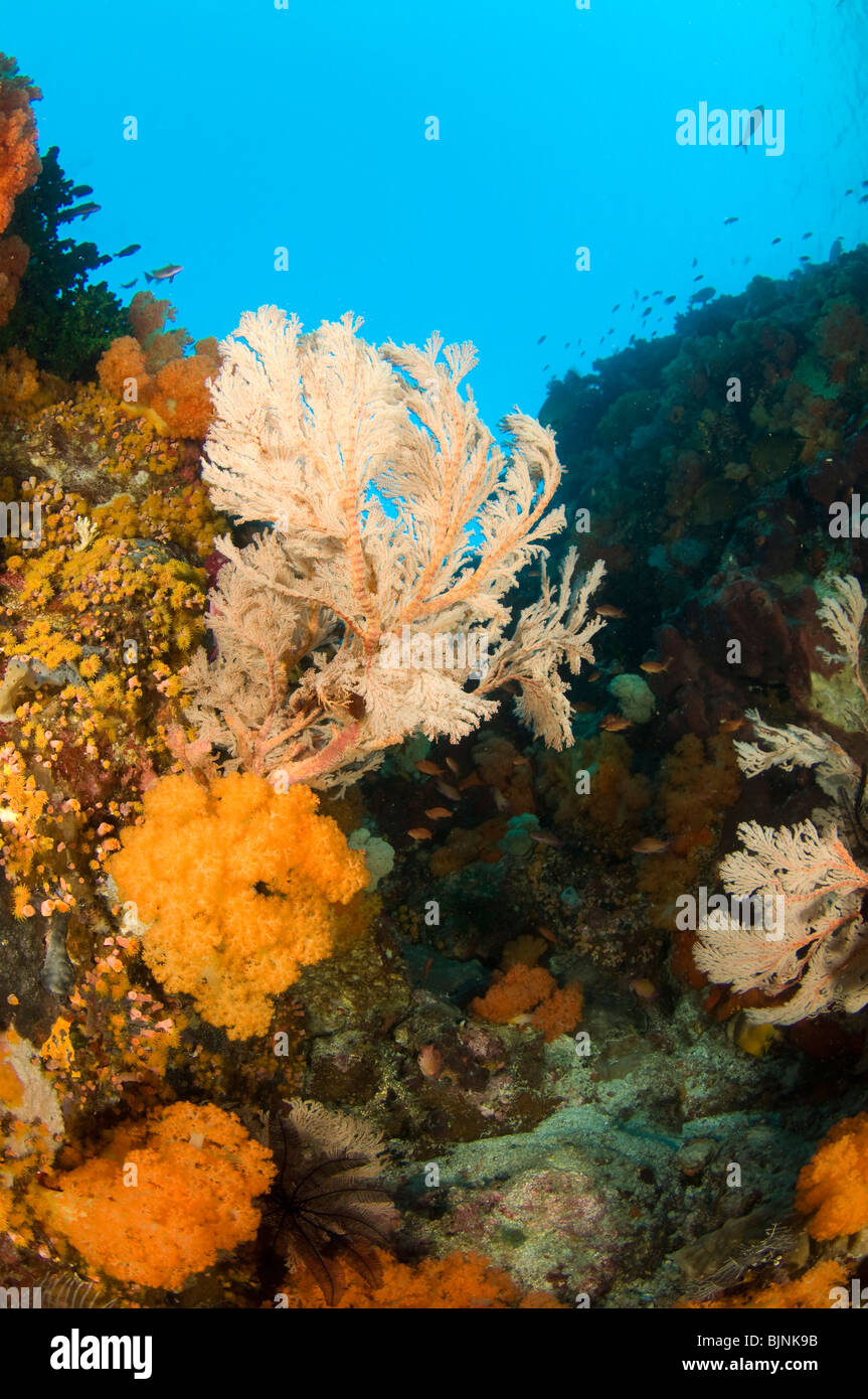 Tropical Coral Reef, Passage at Gili Lawb Laut, Komodo National Park ...