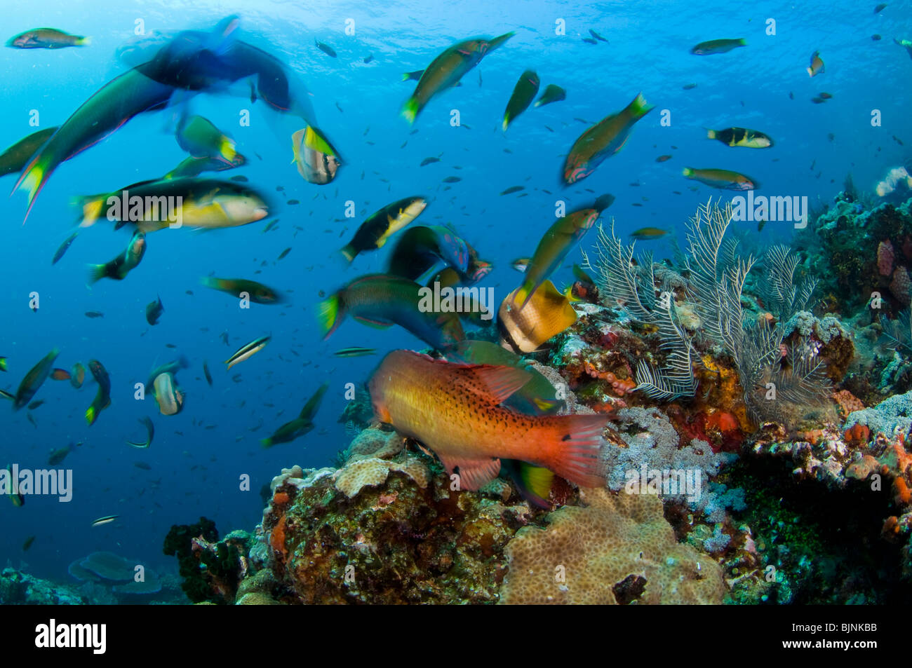 Tropical Fish on Coral Reef, Current City, Komodo National Park ...