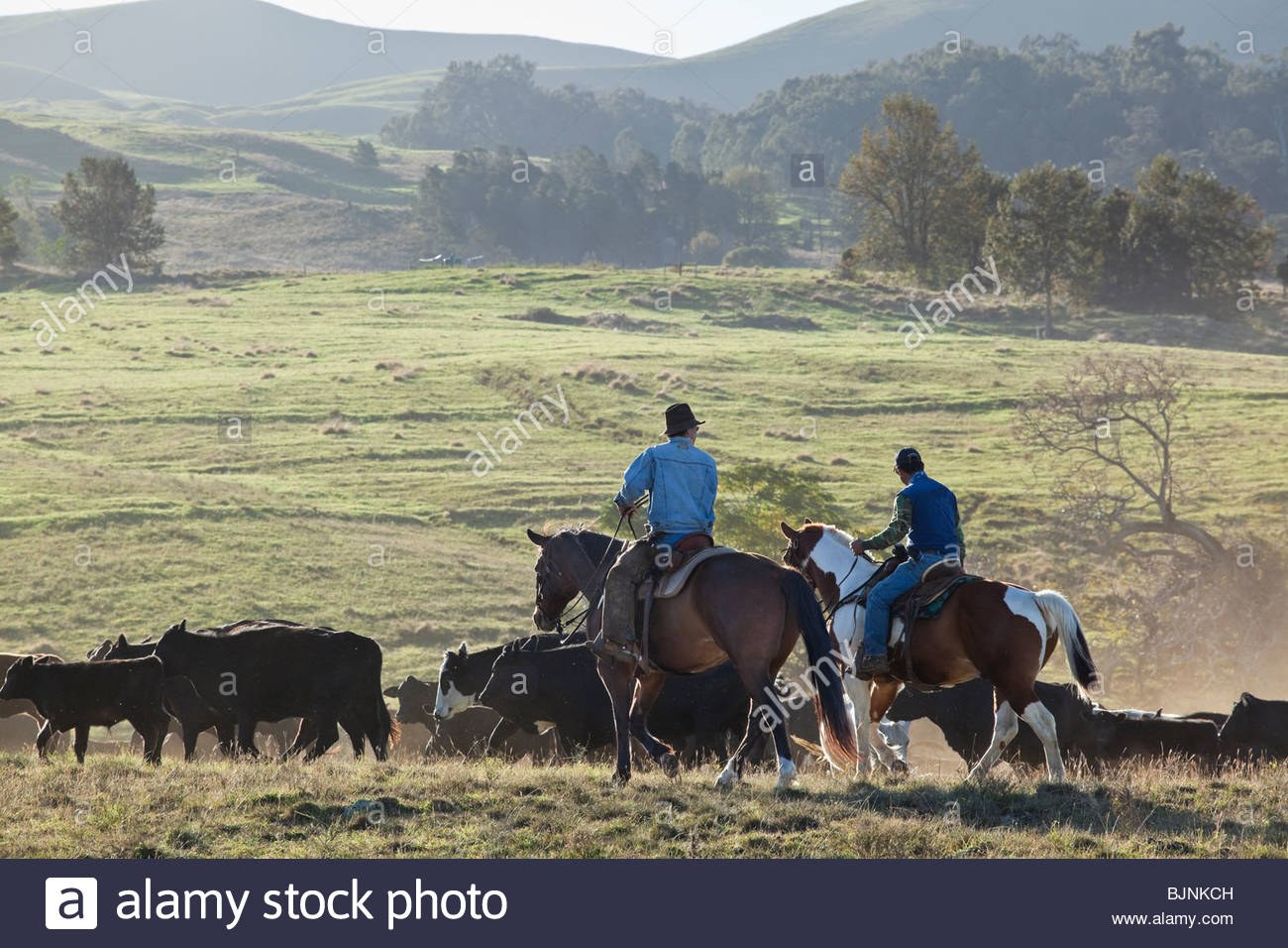 Hawaiian Cattle High Resolution Stock Photography and Images - Alamy