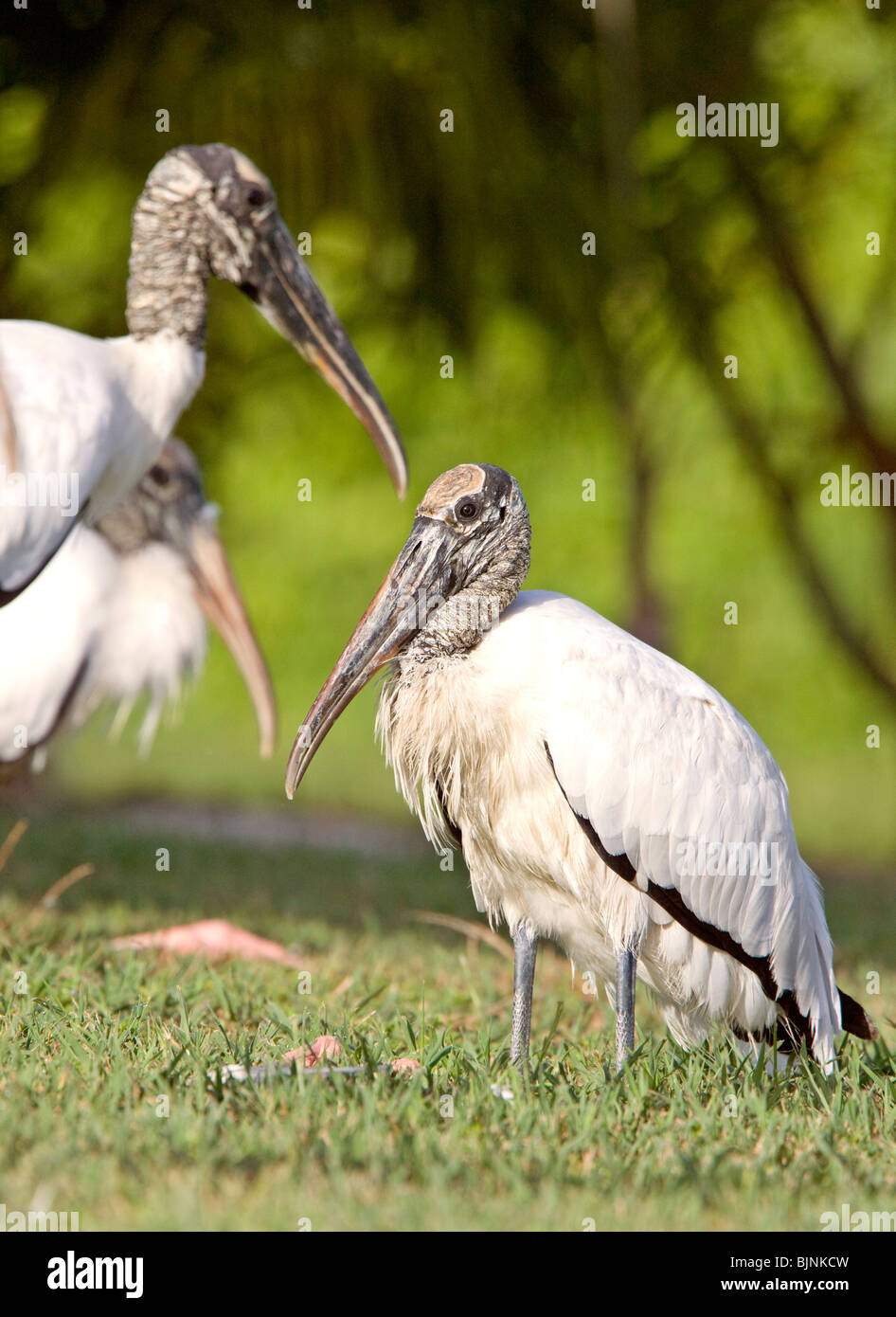 Florida wild storks hi-res stock photography and images - Alamy