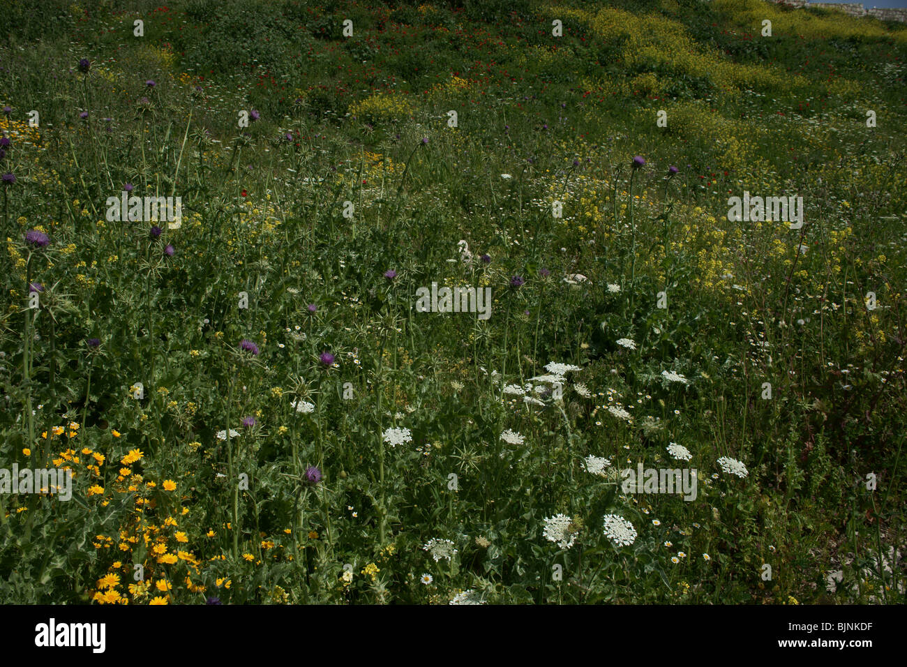 wild flowers in the Galilee area of Israel Stock Photo - Alamy