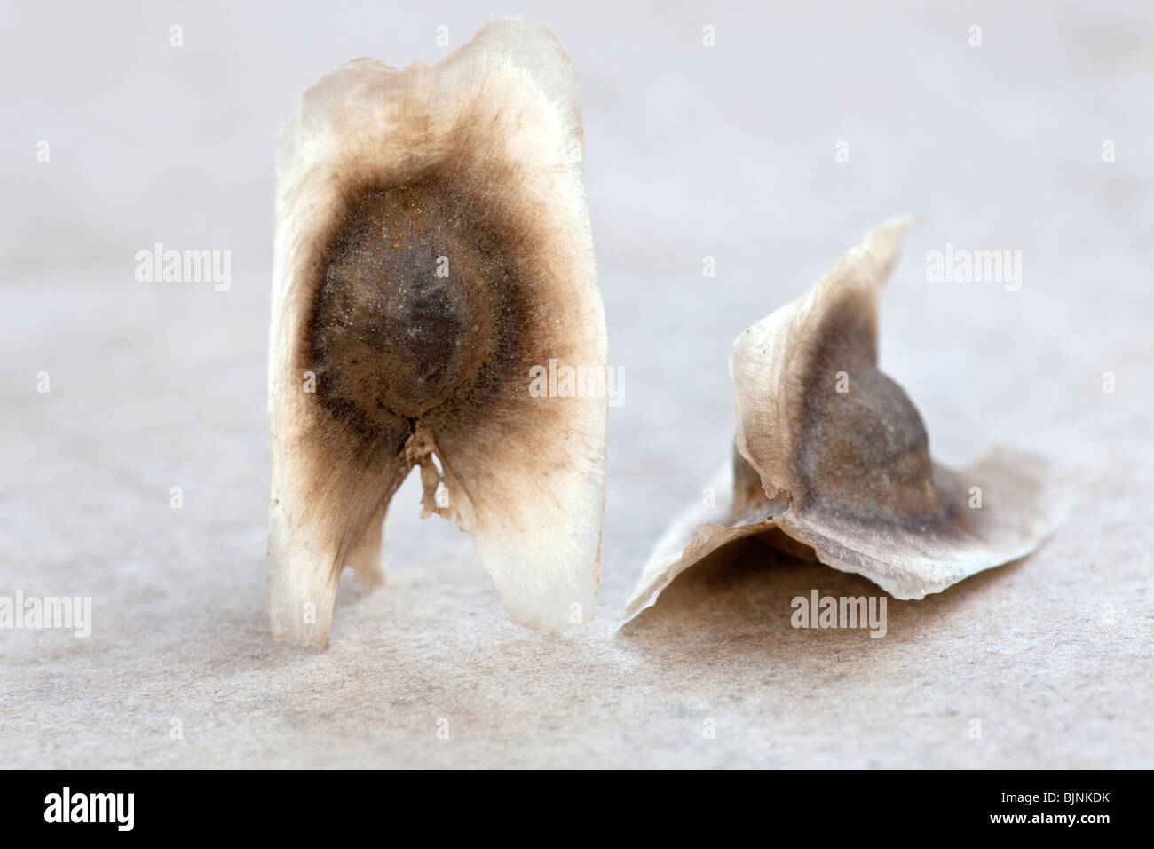 Seeds of the Moringa 'Moringa oleifera' tree Stock Photo - Alamy