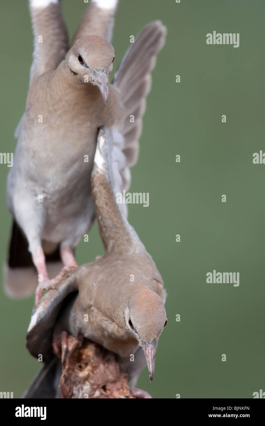 White-winged Dove (Zenaida asiatica mearnsi), juvenile, one just landed ...