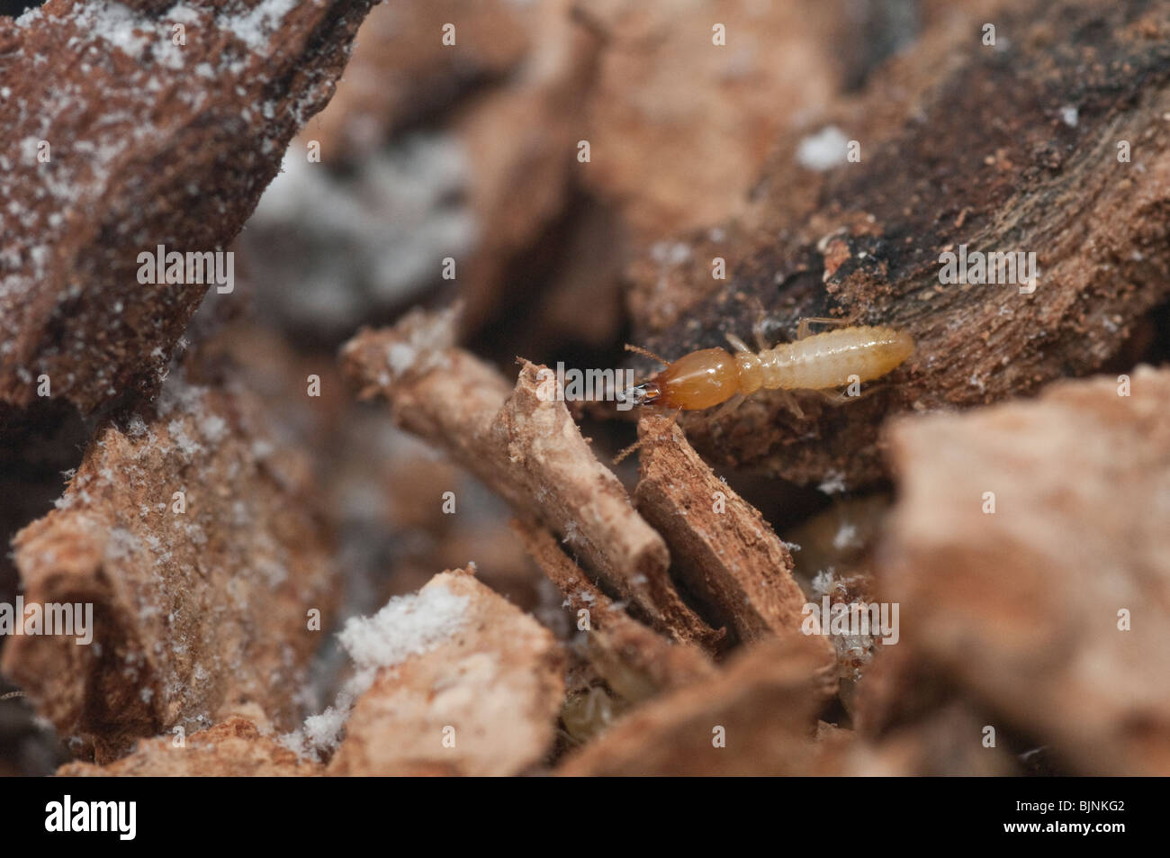 Termite eater hi-res stock photography and images - Alamy