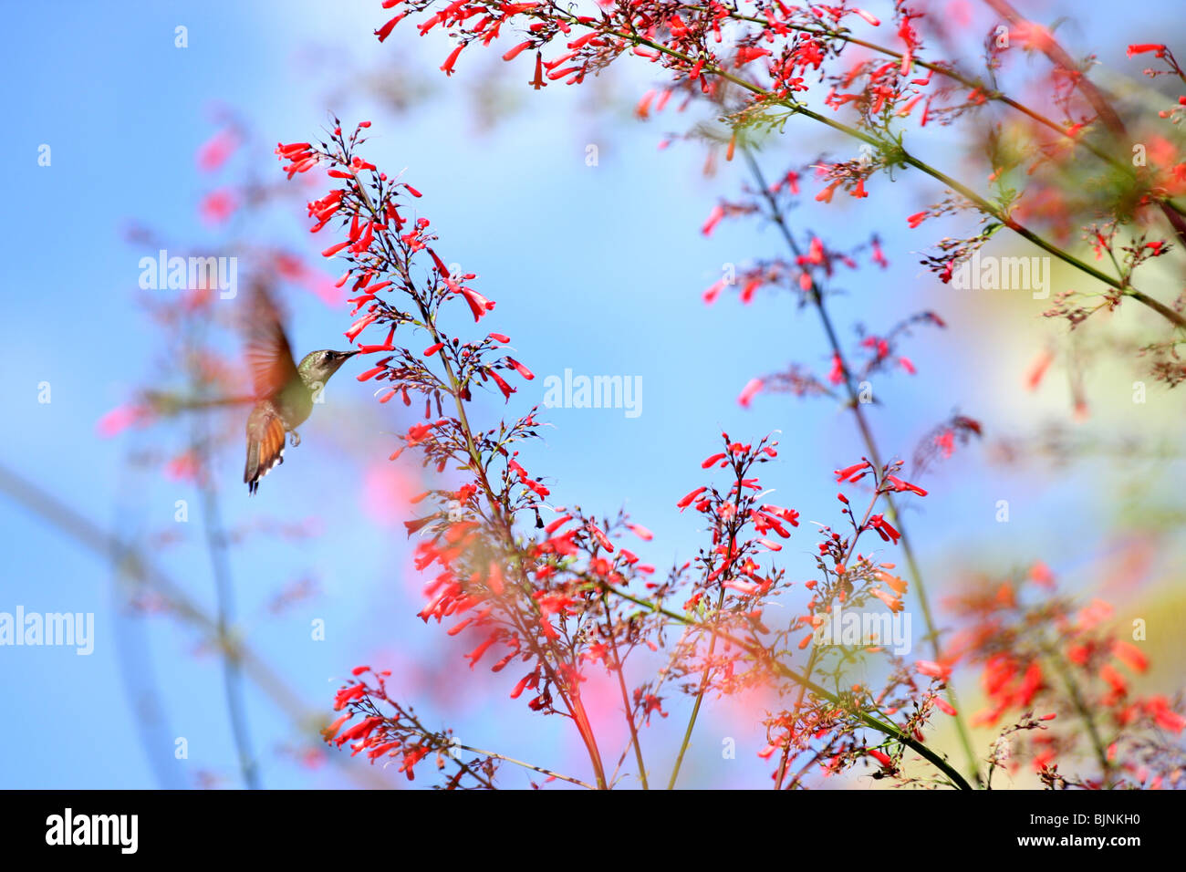 Hummingbird of trinidad and tobago Stock Photo - Alamy