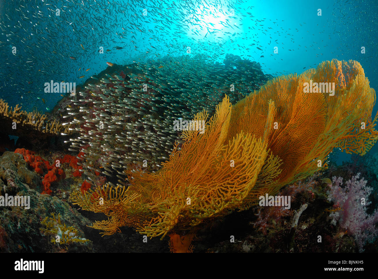 School of glassfish in the Similan Islands, Andaman Sea Stock Photo - Alamy