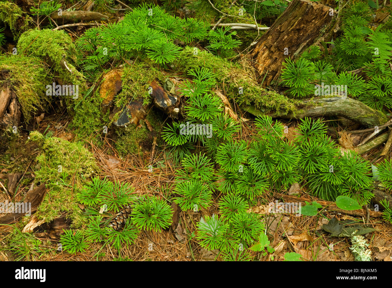 Southern Ground Cedar, Pink Beds Area, Pisgah NF, NC Stock Photo - Alamy