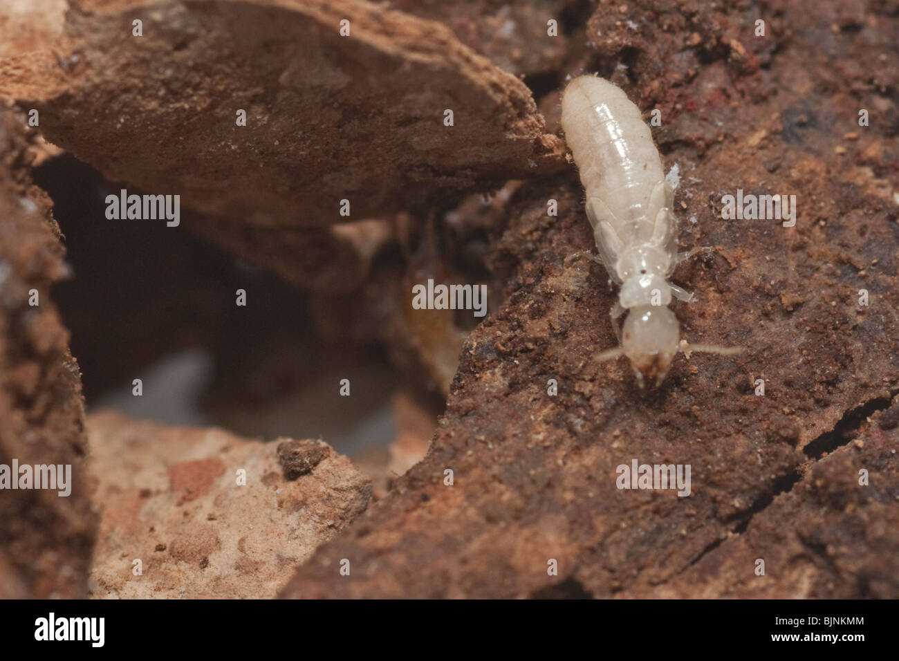 Fumigation timber hi-res stock photography and images - Alamy