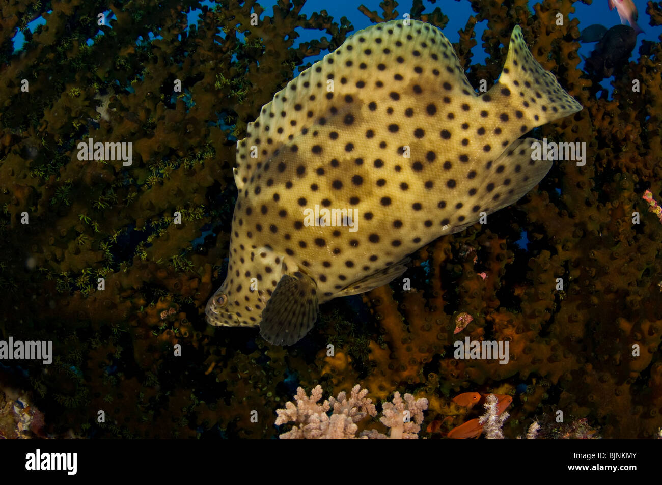 Barramundi cod cromileptes altivelis hi-res stock photography and ...