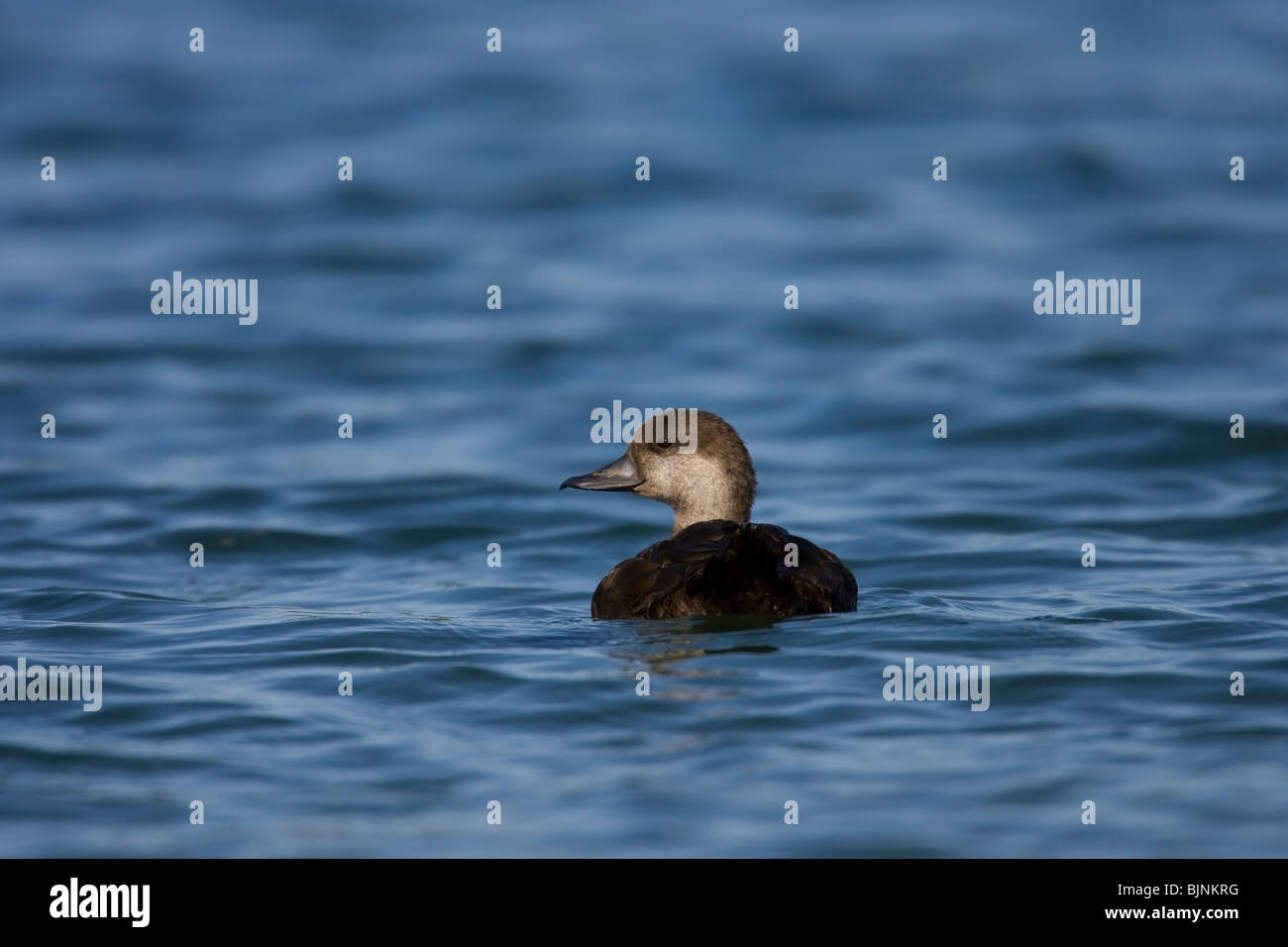 Black Scoter (Melanitta nigra americana), American subspecies, female ...