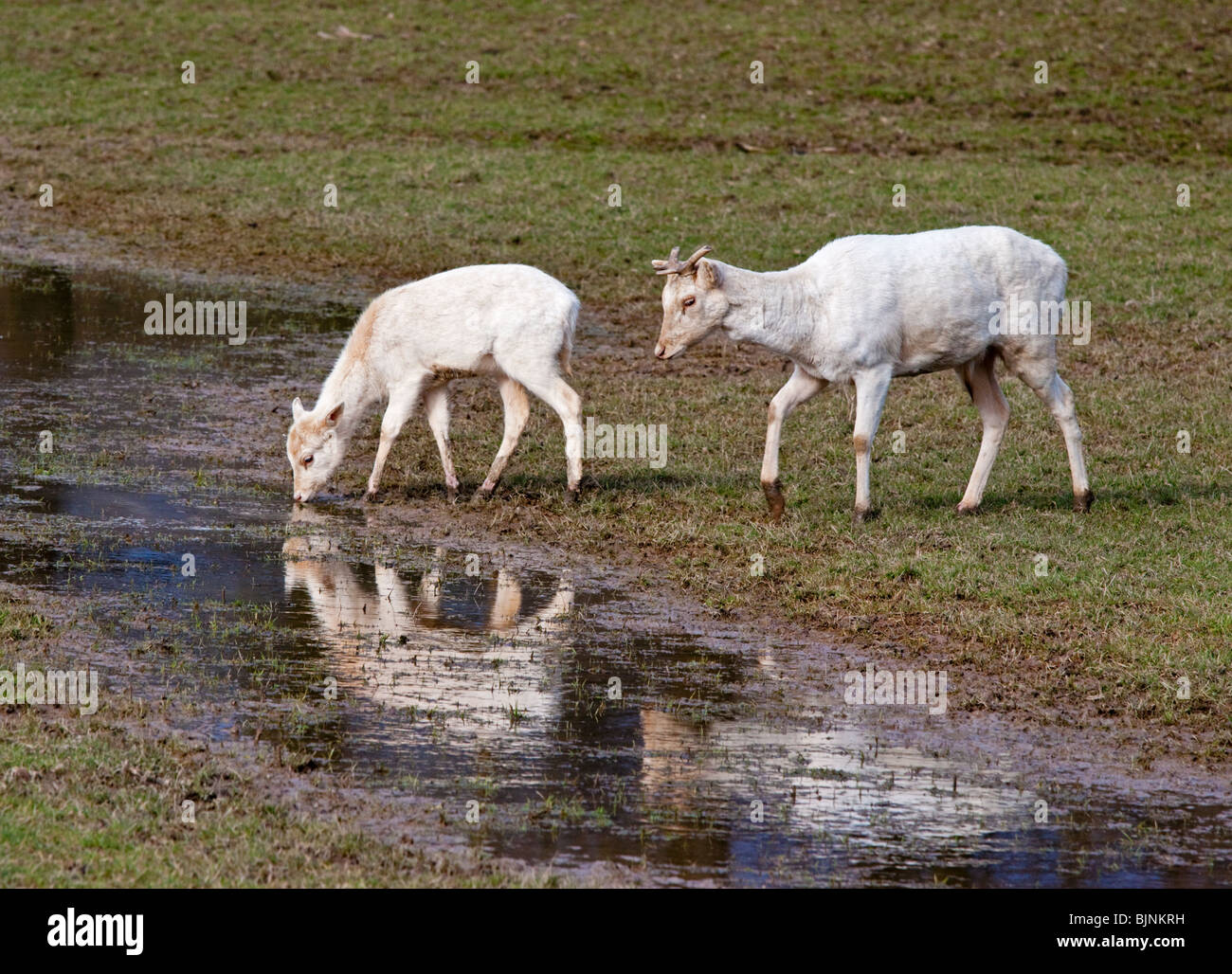 White fallow doe uk hi-res stock photography and images - Alamy