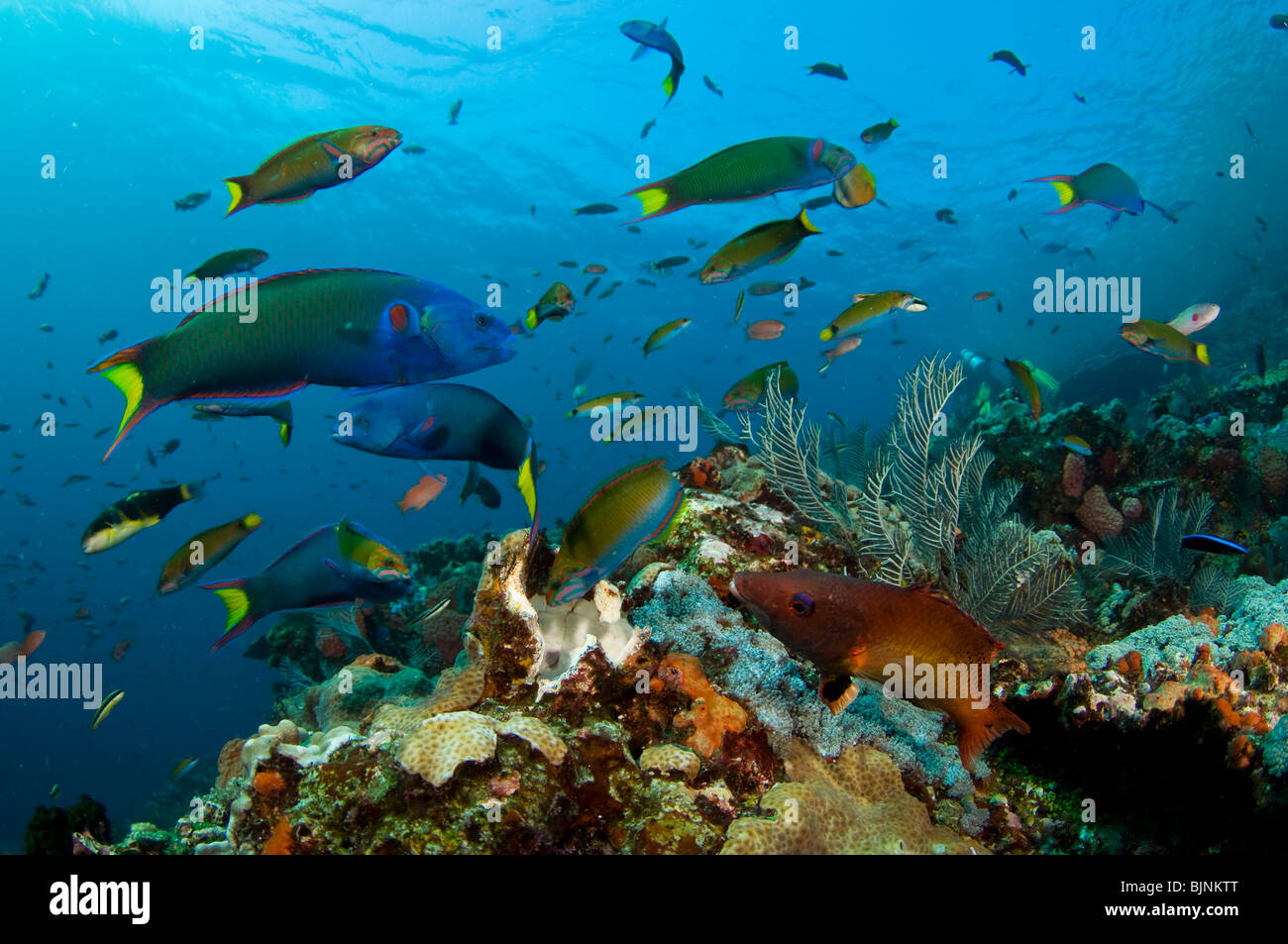 Tropical Fish on Coral Reef, Current City, Komodo National Park ...
