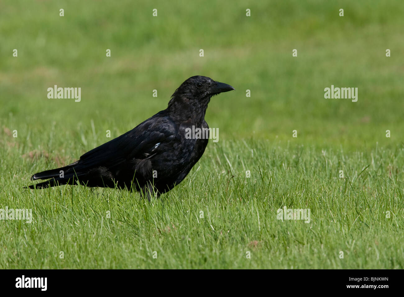 Juvenile crow hi-res stock photography and images - Alamy