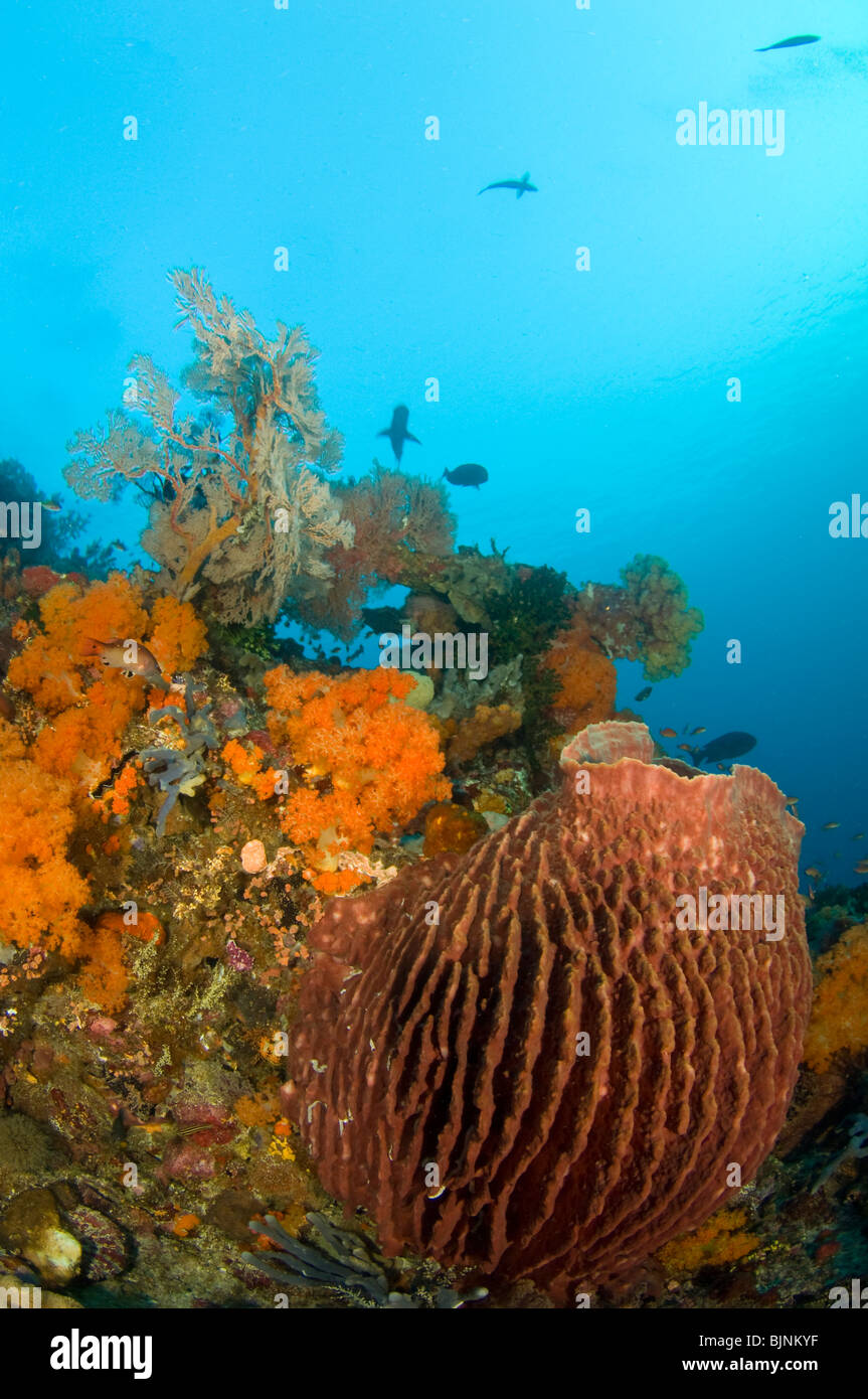 Giant Barrel Sponge on tropical coral reef, Passage at Gili Lawb Laut ...