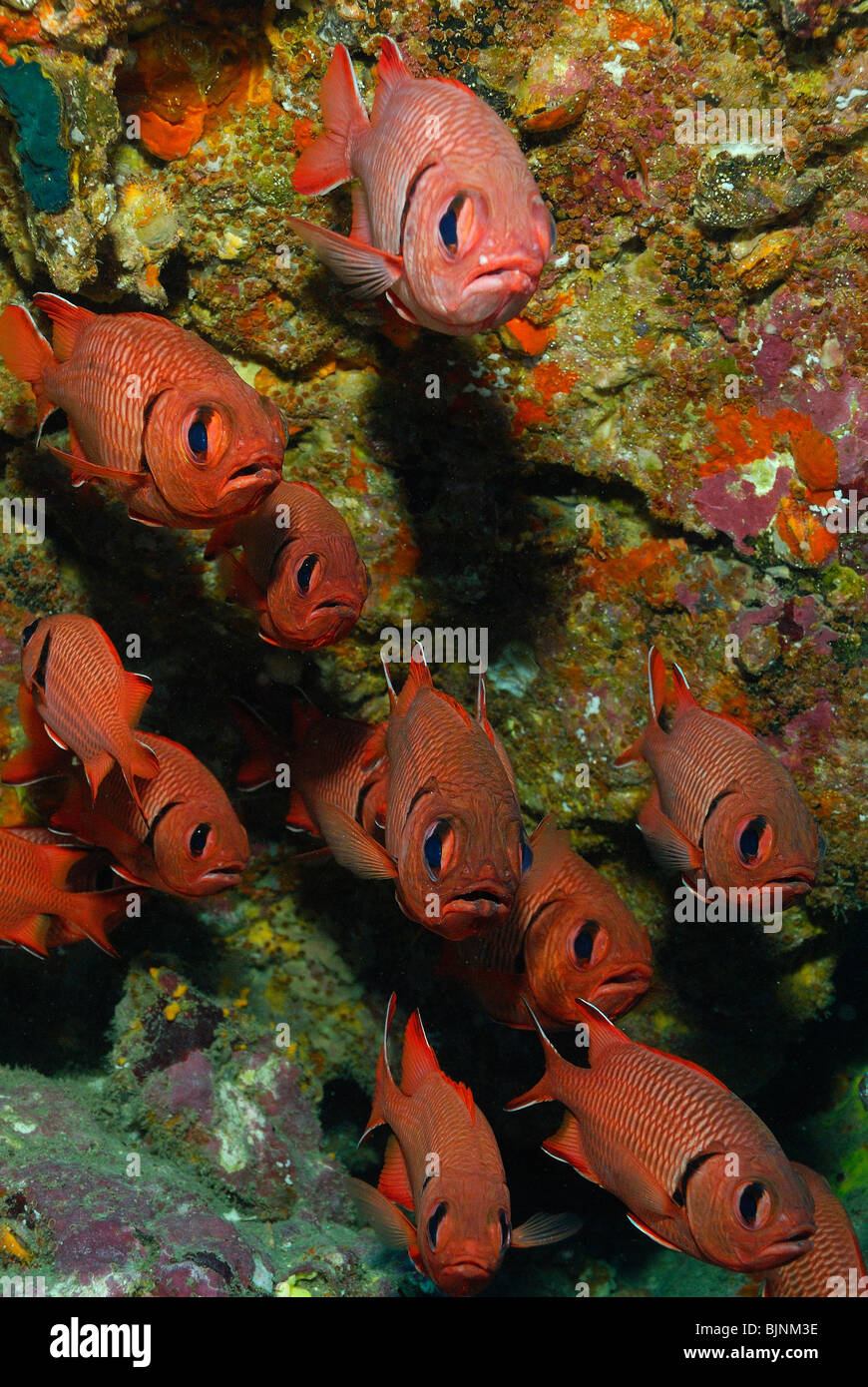 Blackbar soldierfish hi-res stock photography and images - Alamy