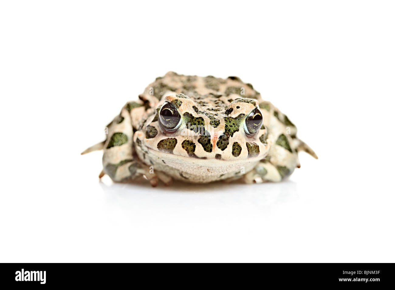 Rough frog skin hi-res stock photography and images - Alamy