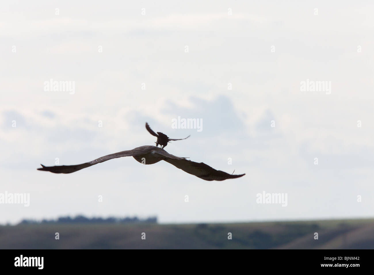 Bird Attacking Stock Photos & Bird Attacking Stock Images - Alamy