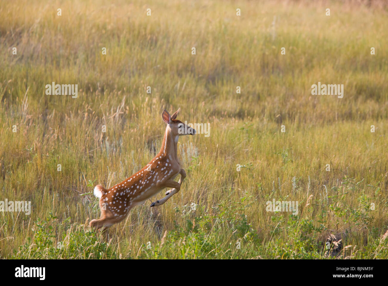 White tailed Deer fawn leaping in field Stock Photo - Alamy