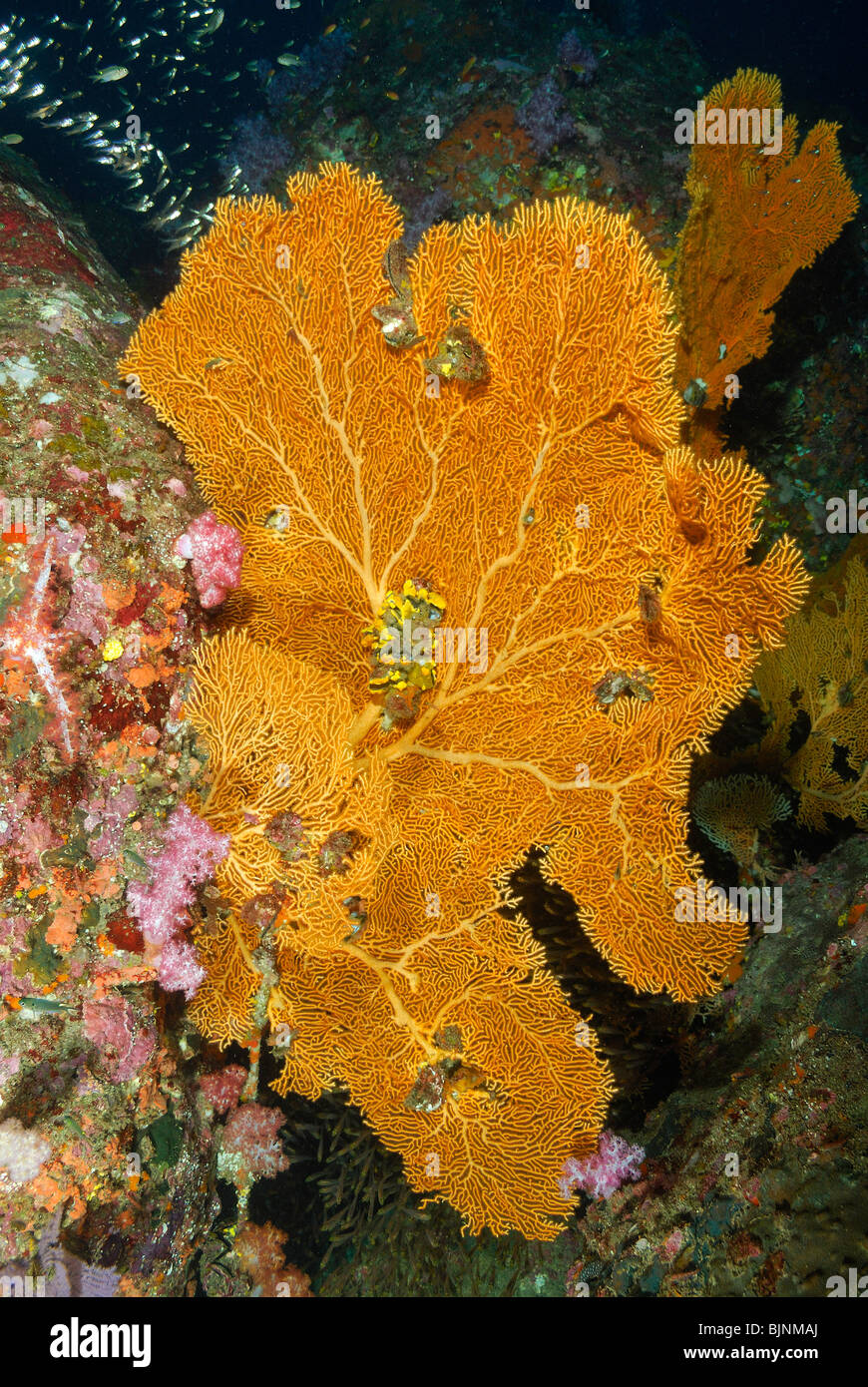 Gorgonian fan in the similan islands hi-res stock photography and ...