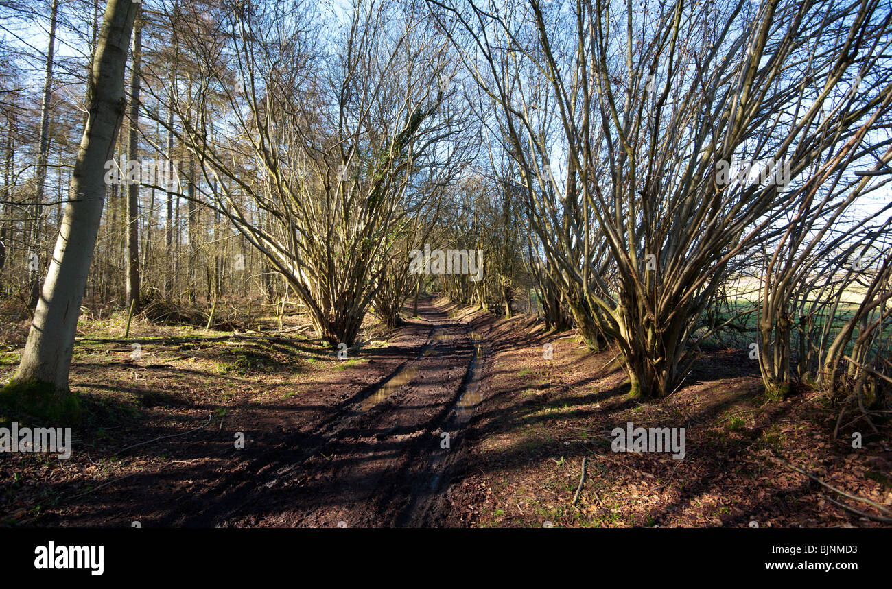 Footpath through Chiltern Hills beech woods Oxfordshire England UK ...