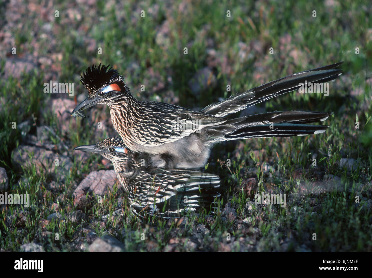 Greater Roadrunner Geococcyx californianus mating Stock Photo - Alamy