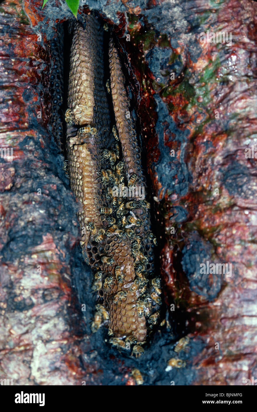 Gumbo limbo tree hi-res stock photography and images - Alamy