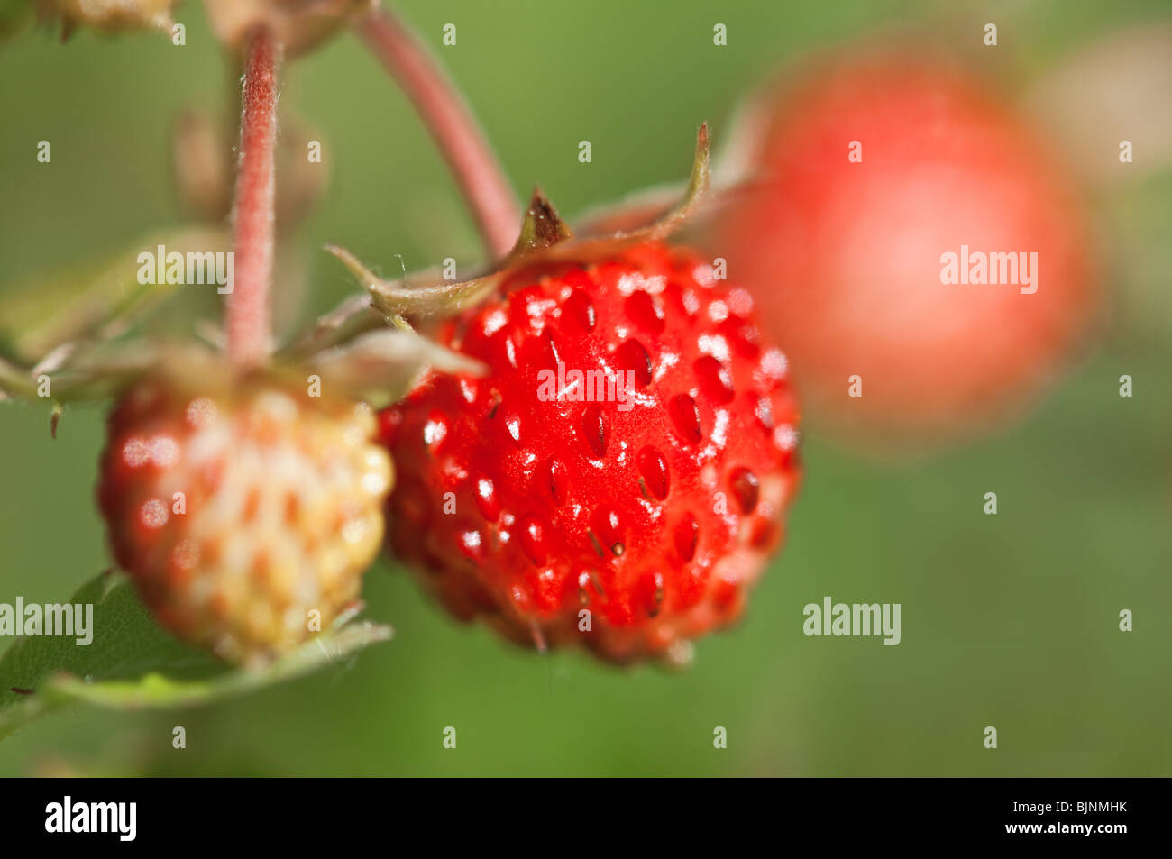 Strawberry branch hi-res stock photography and images - Alamy
